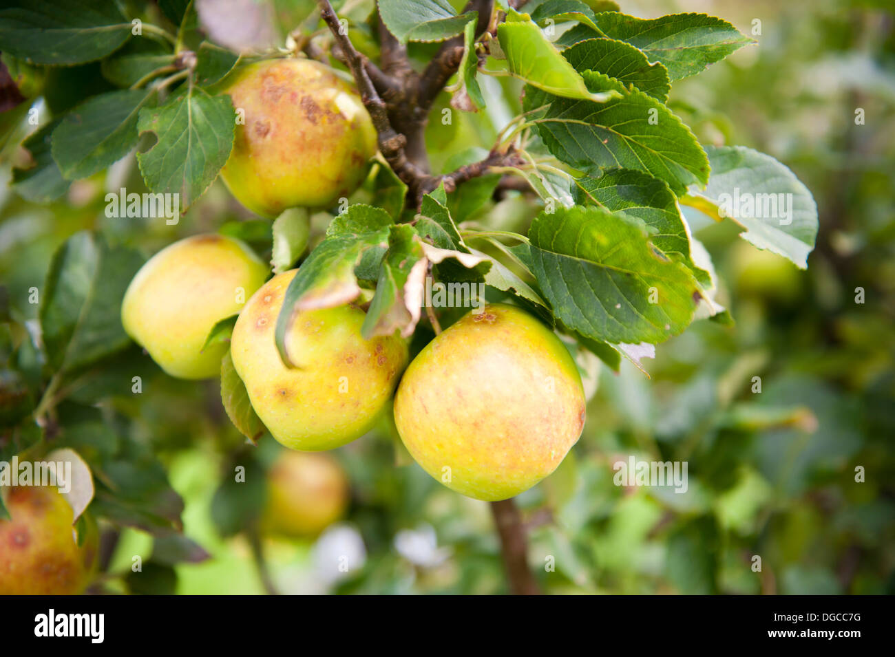 Apples and leaves hi-res stock photography and images - Alamy