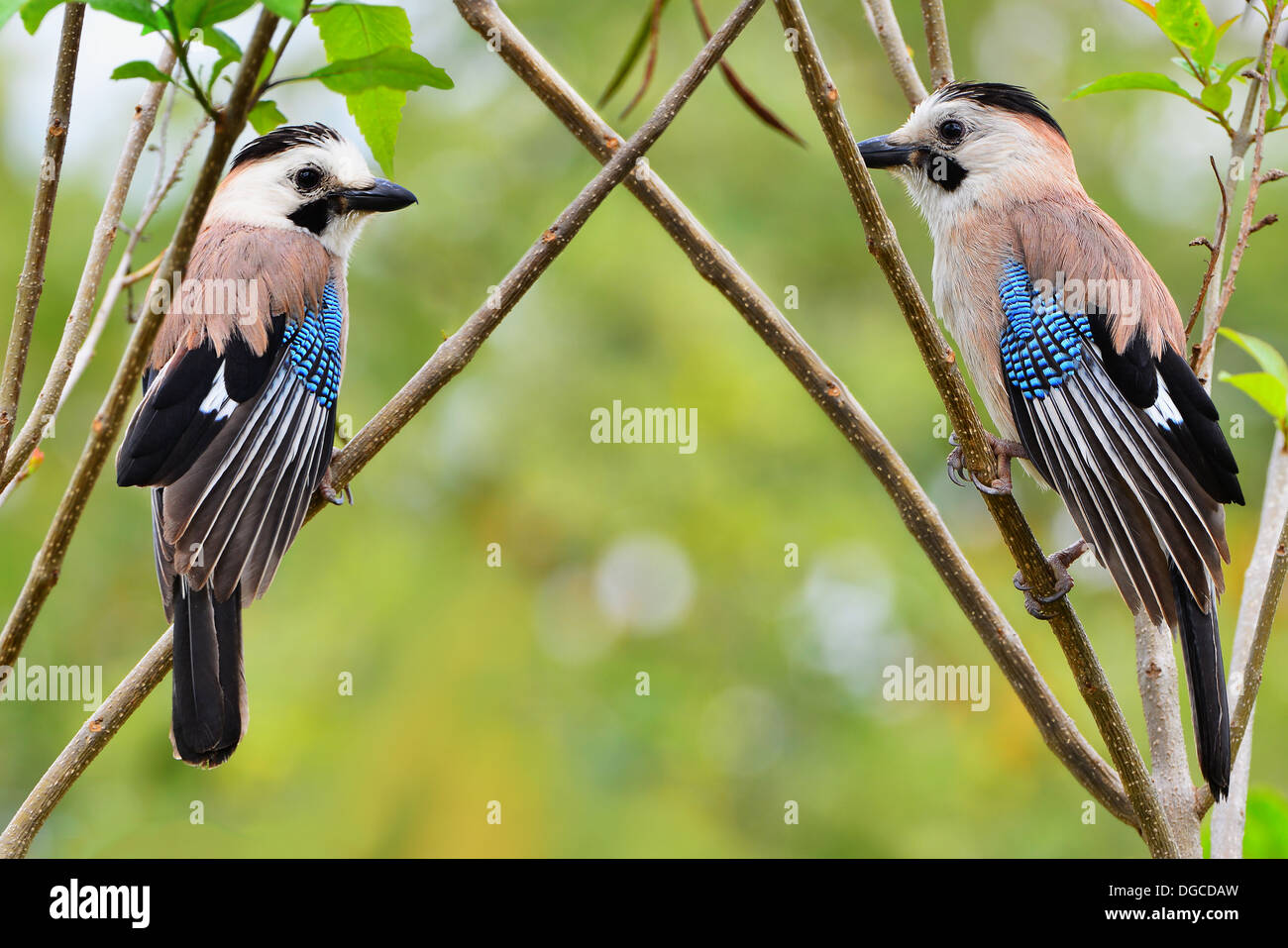 Two eurasian jay birds hi-res stock photography and images - Alamy