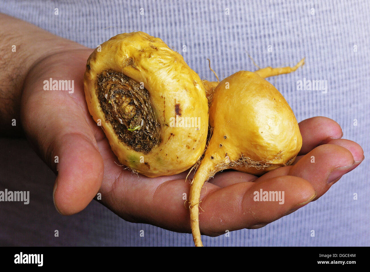 Lepidium lat* hi-res stock photography and images - Alamy