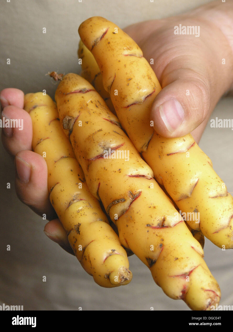 Oca oxalis tuberosa tropical tuber hi-res stock photography and images ...