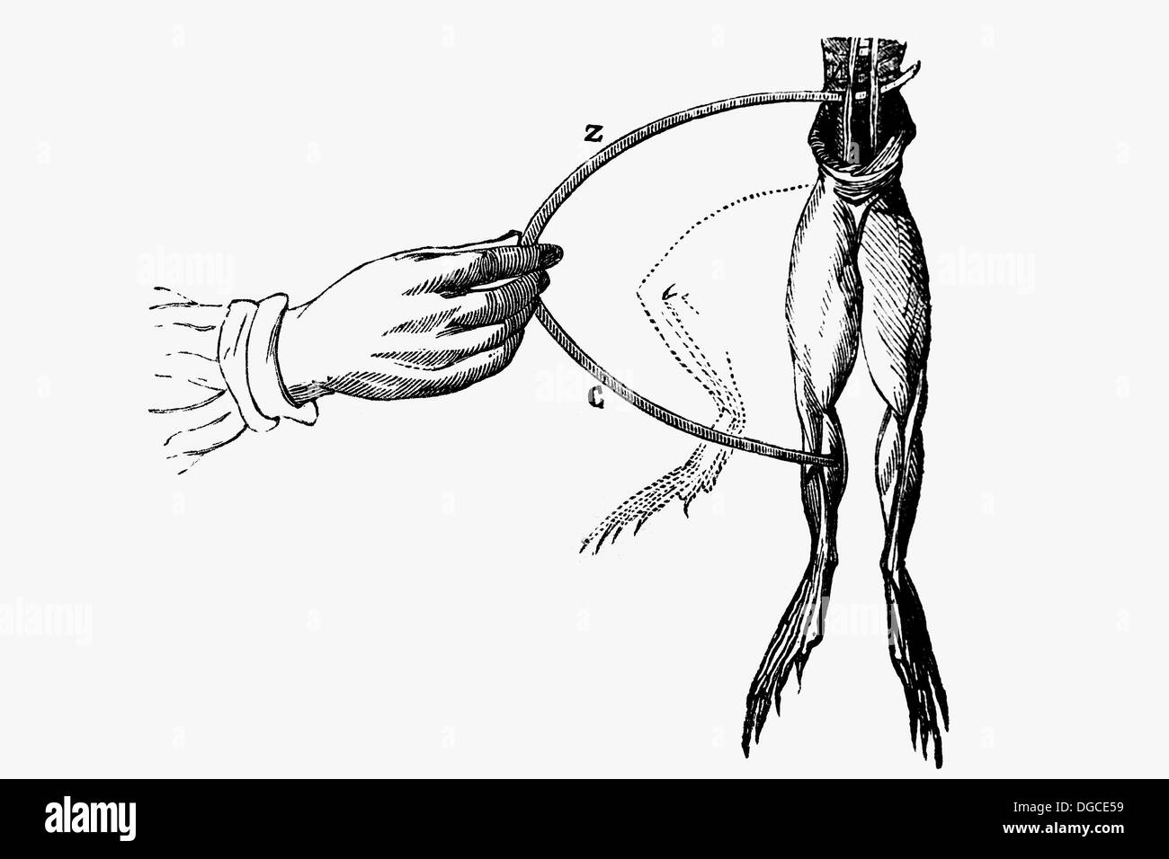 Galvani´s animal electricity test (1780), antique drawing Stock Photo ...