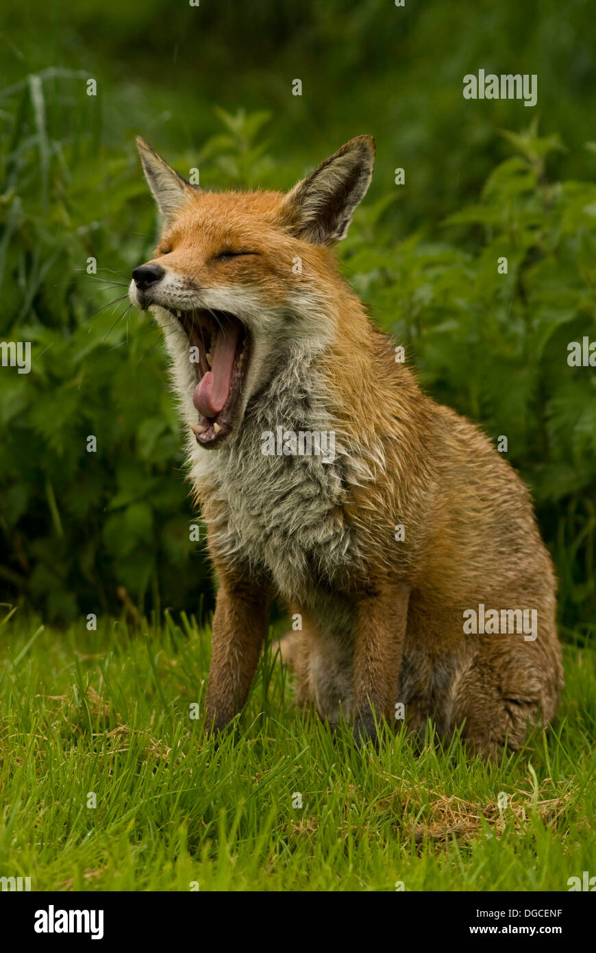 Yawning Fox at British Wildlife Centre Stock Photo - Alamy