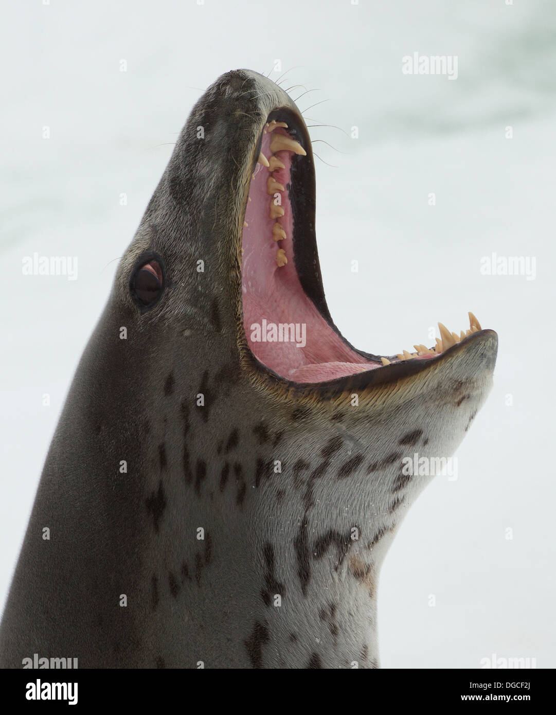 Leopard Seal on the ice floe, in the southern ocean, 180 miles north of ...