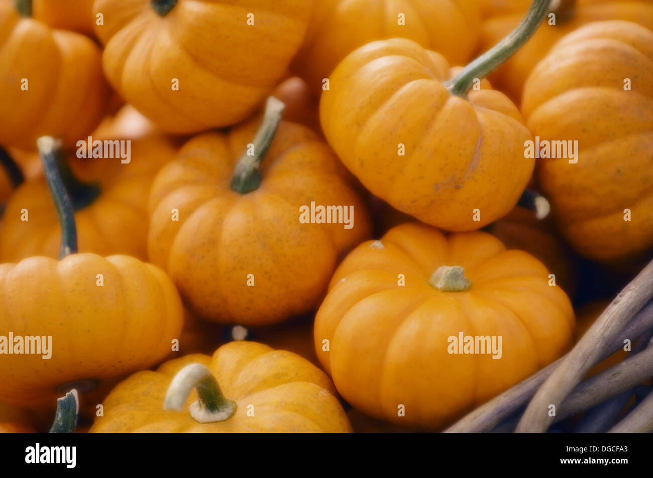 Pumpkins cucurbita pepo detail hi-res stock photography and images - Alamy