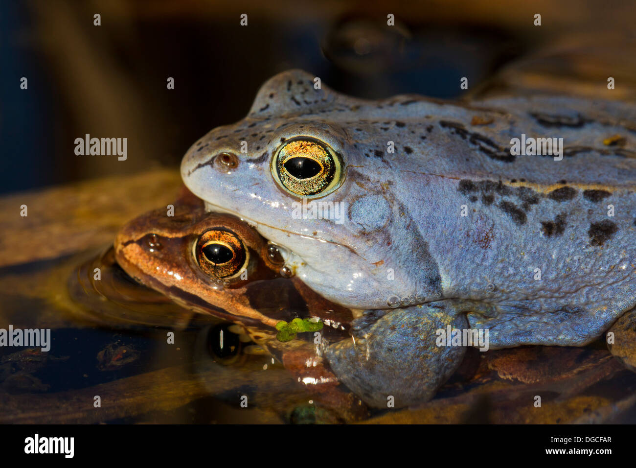 Moor Frog (Rana arvalis) blue coloured male and female in amplexus ...