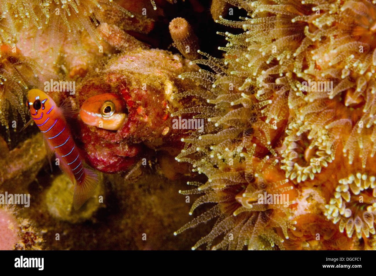 Sabertooth fish hi-res stock photography and images - Alamy