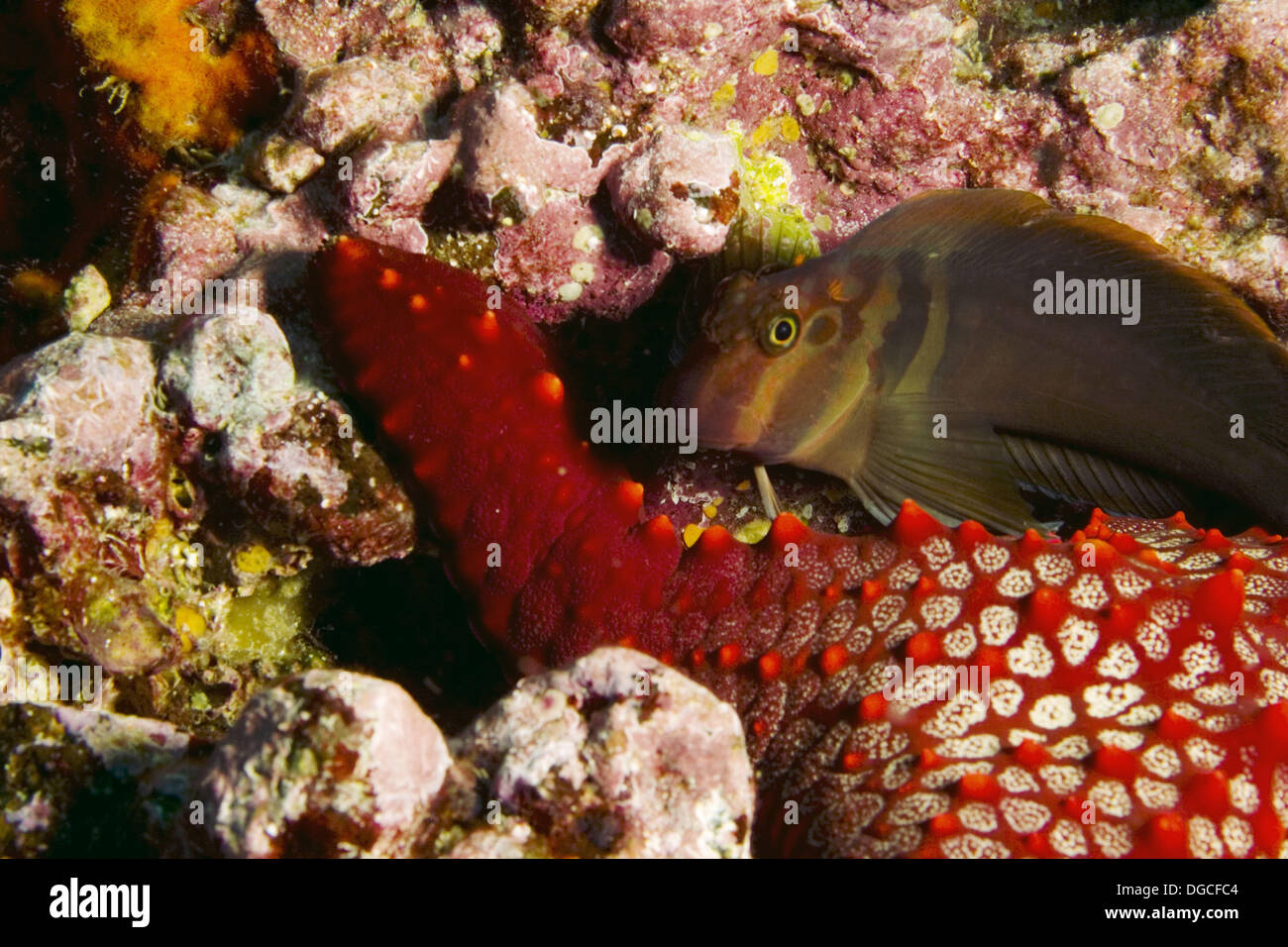 Fanged fish hi-res stock photography and images - Alamy