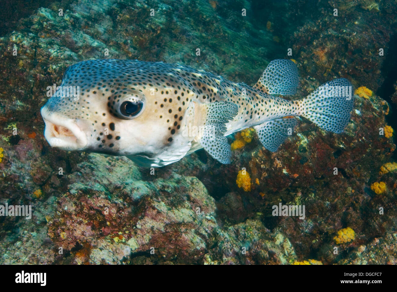 Pufferfish (Chilomycterus reticulates). Galapagos Islands National Park ...