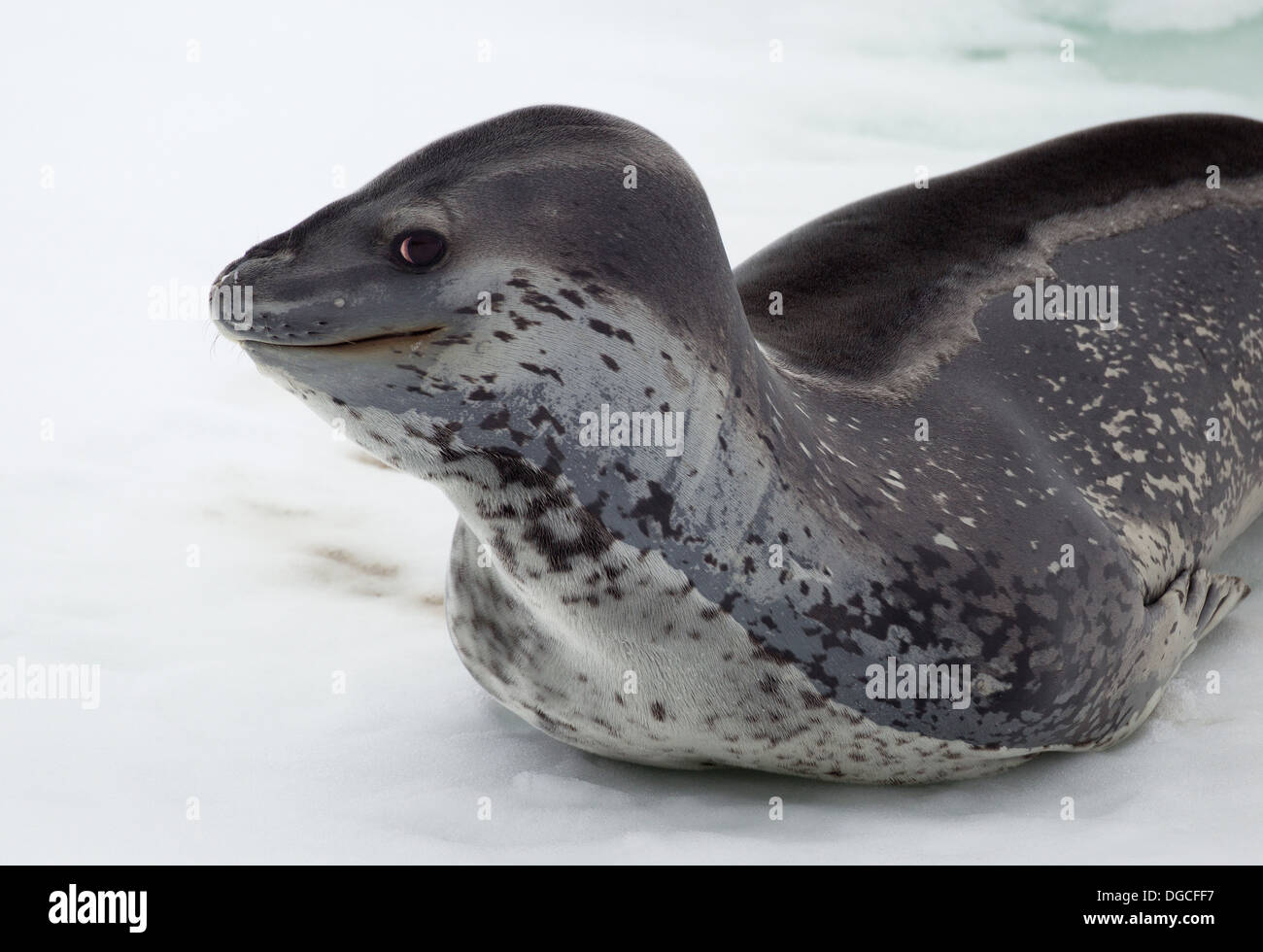 Leopard Seal on the ice floe, in the southern ocean, 180 miles north of ...