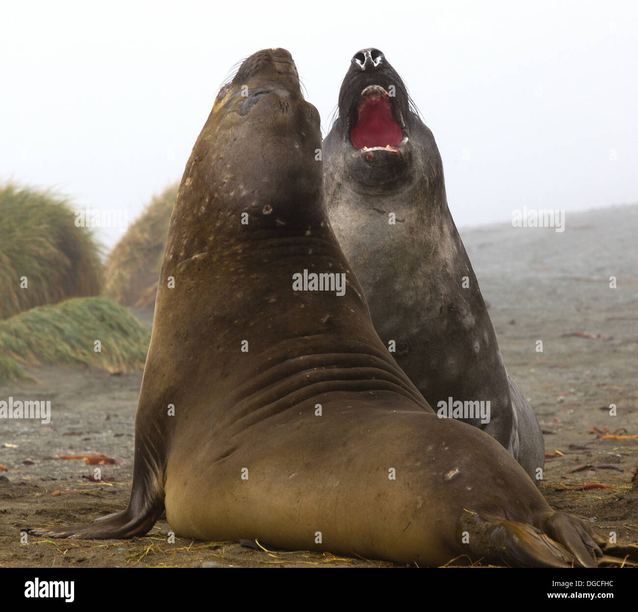 Elephant Seals fight on the beach, north east side of Macquarie Island ...
