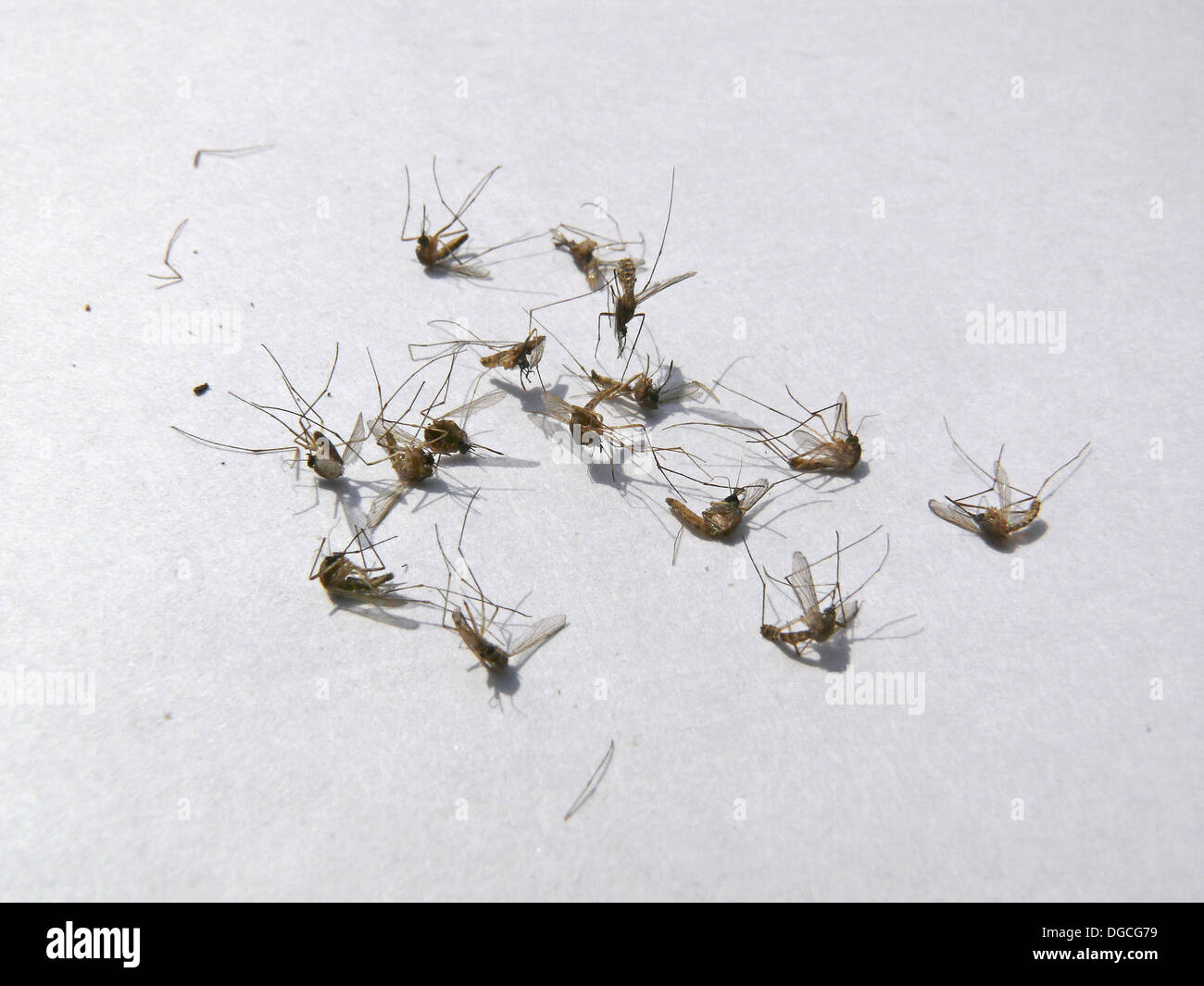 Insect diptera halteres hi-res stock photography and images - Alamy