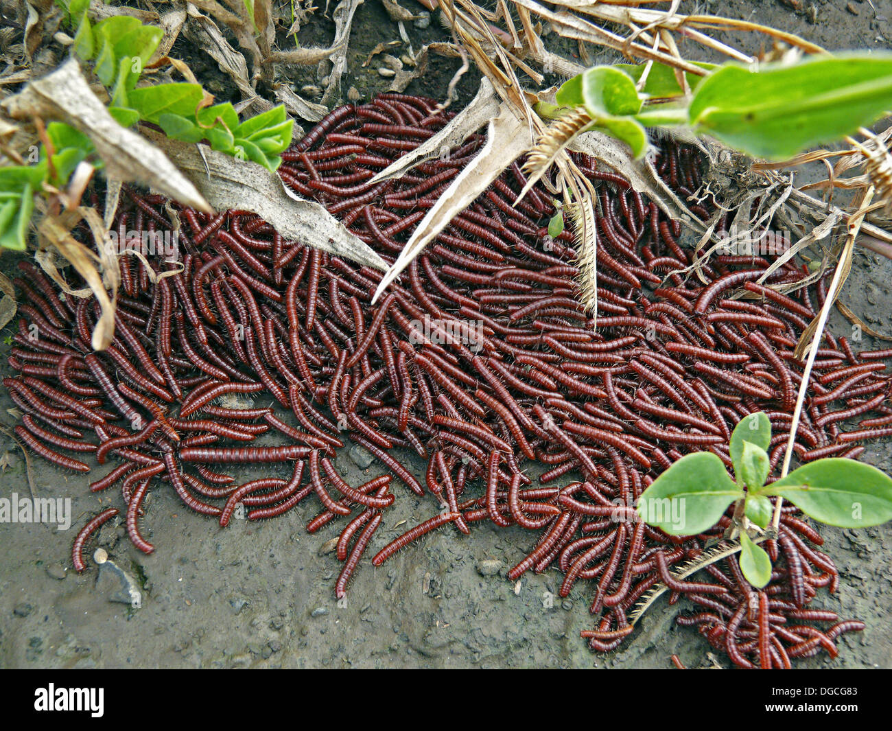 Millipede group hi-res stock photography and images - Alamy