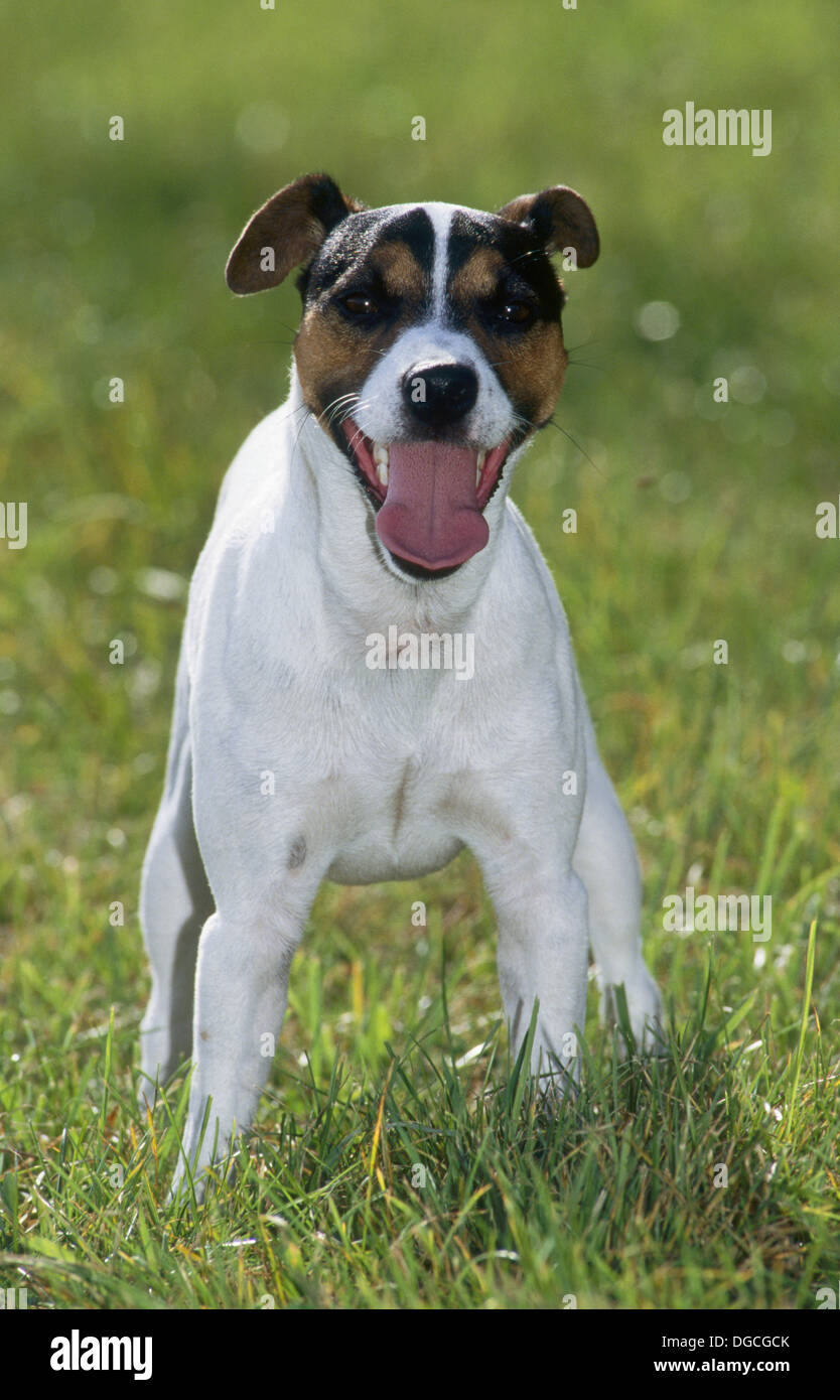 Russel up hi-res stock photography and images - Alamy