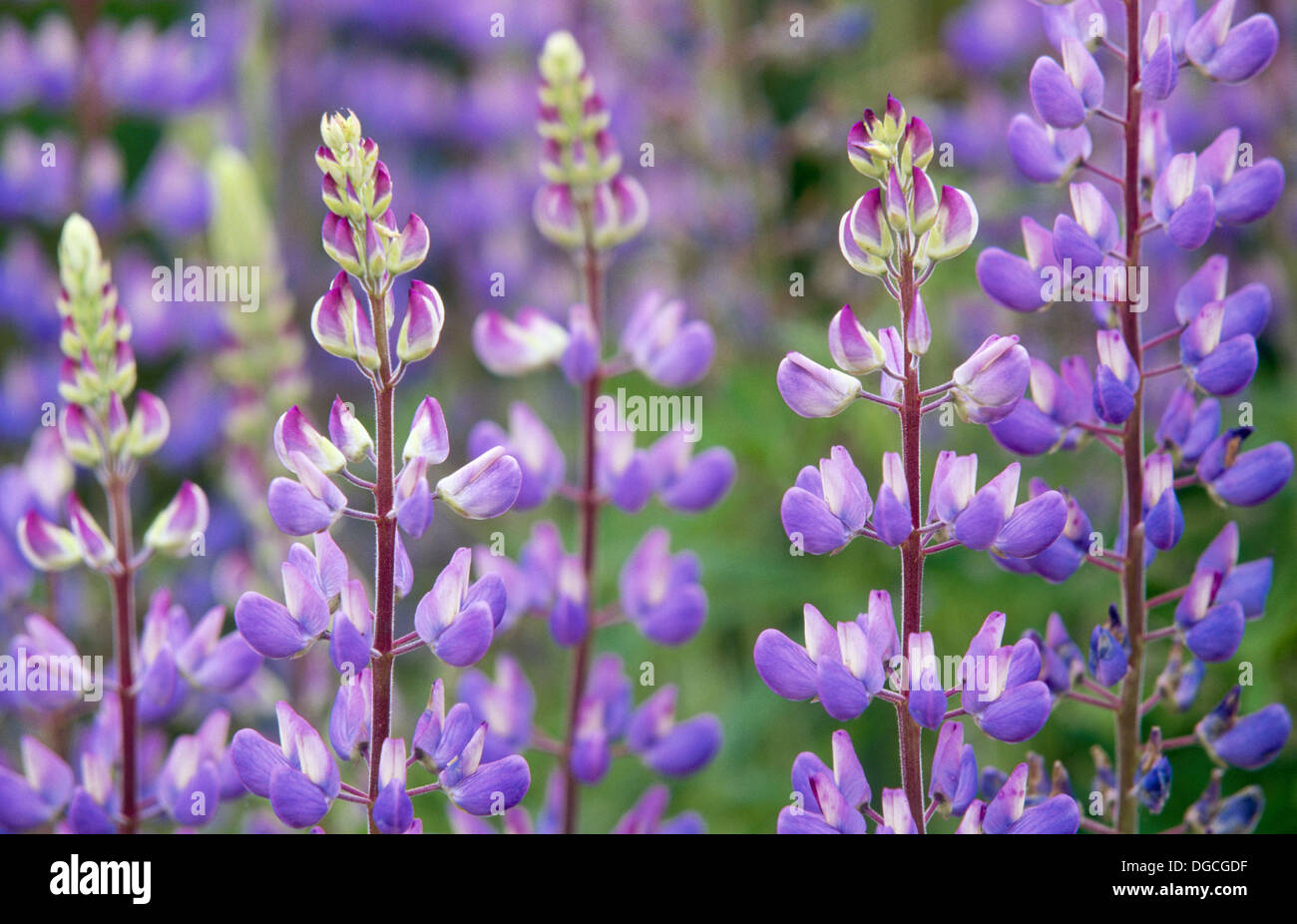 Lupines Lupinus Sp High Resolution Stock Photography and Images - Alamy