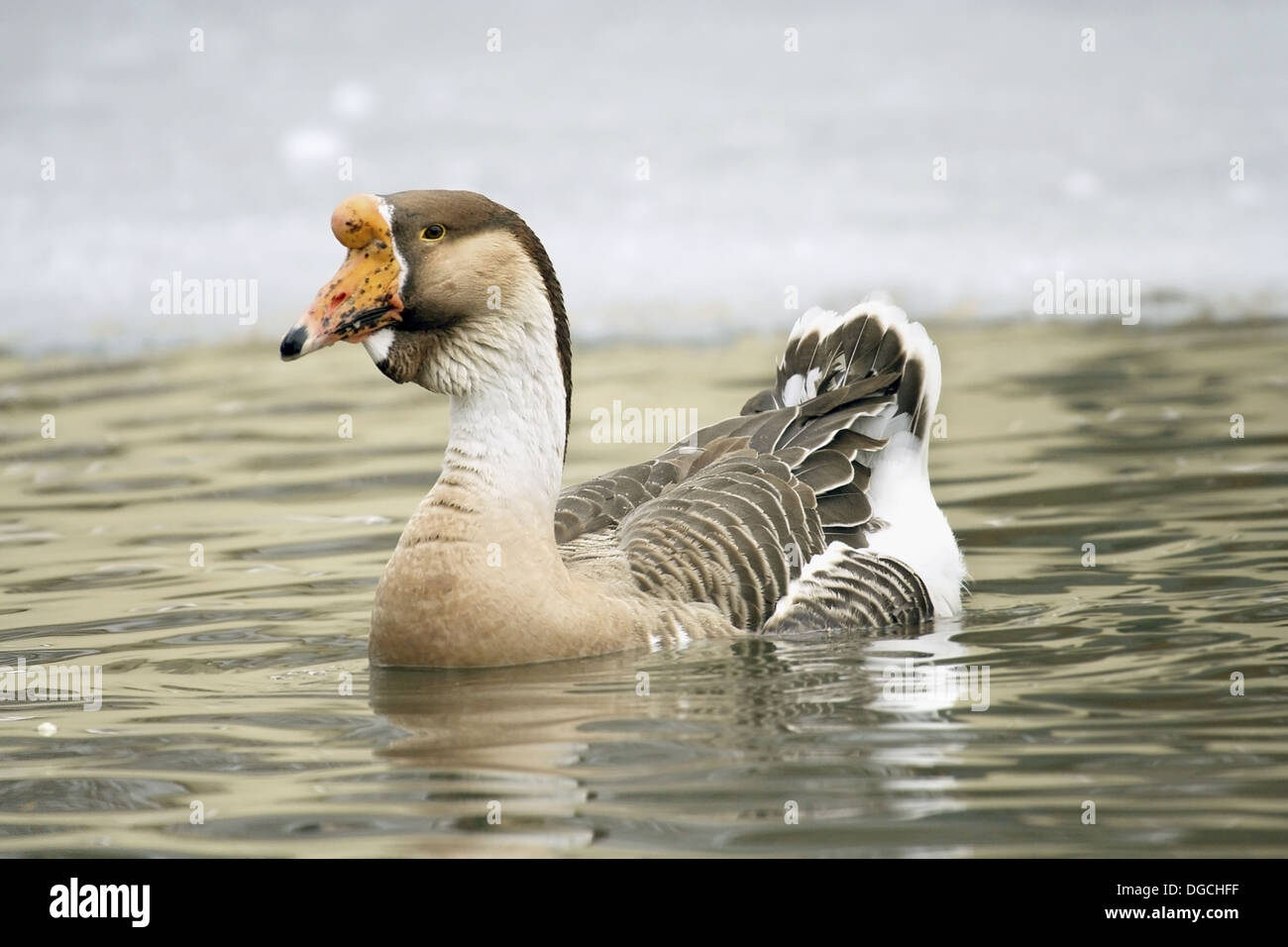 Gouse hi-res stock photography and images - Alamy