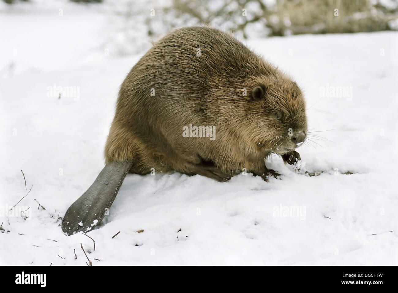Castor fiber snow hi-res stock photography and images - Alamy