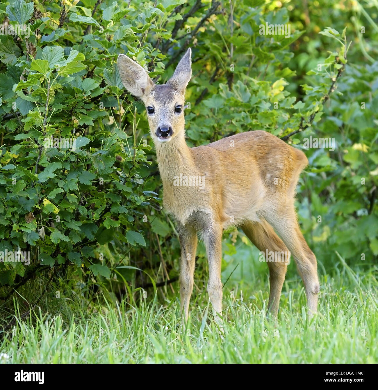 Chevrotain baby hi-res stock photography and images - Alamy