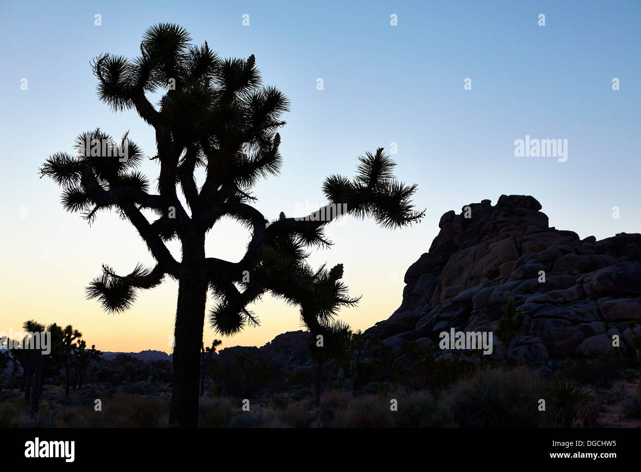 Silhouette of joshua tree hi-res stock photography and images - Alamy