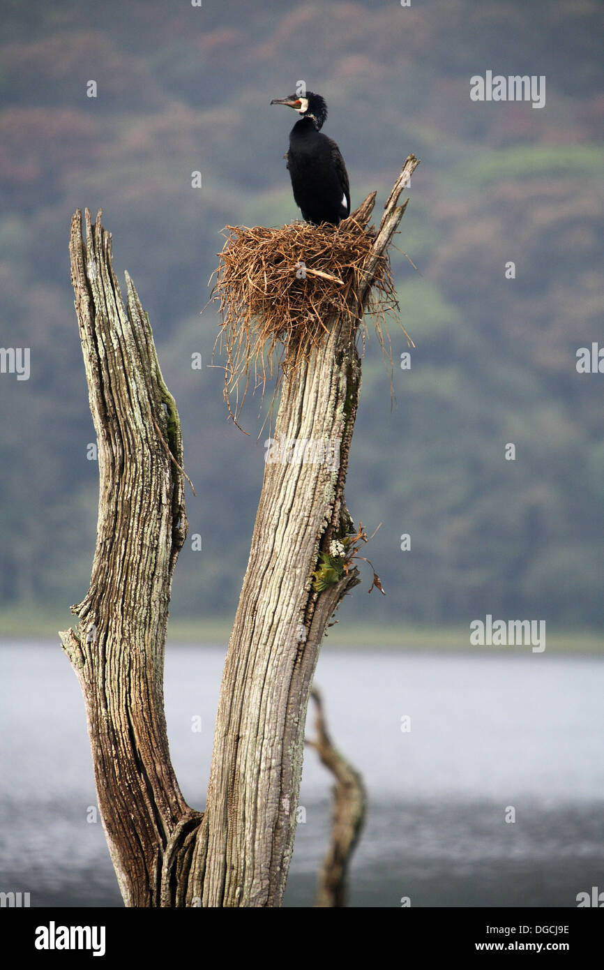 Kerala aquatic fauna hi-res stock photography and images - Alamy