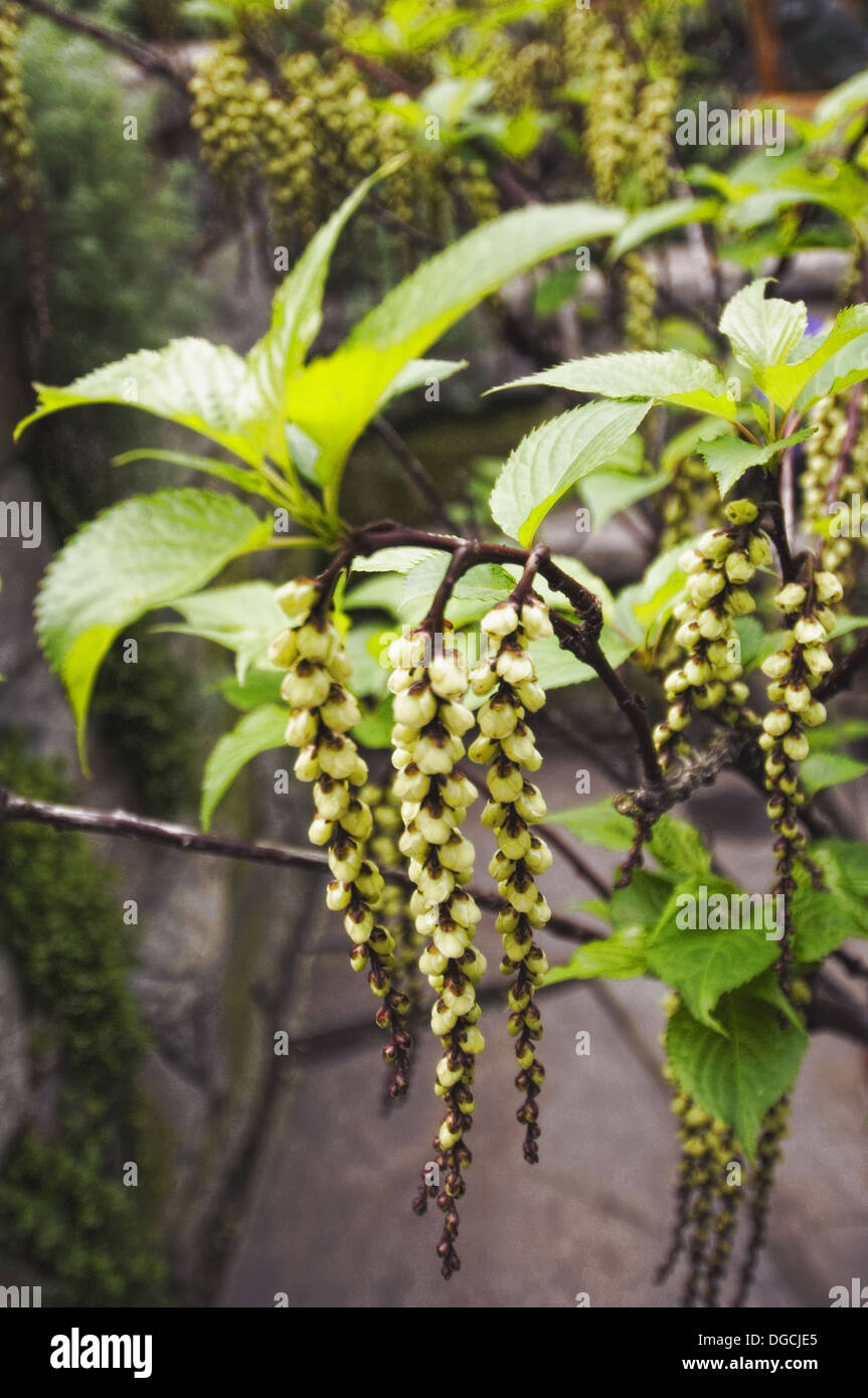 Issai hi-res stock photography and images - Alamy