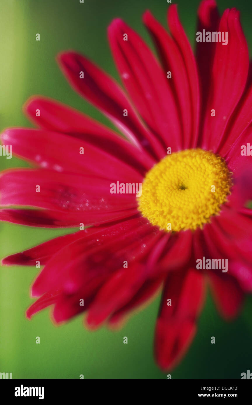 Painted Daisy High Resolution Stock Photography and Images - Alamy