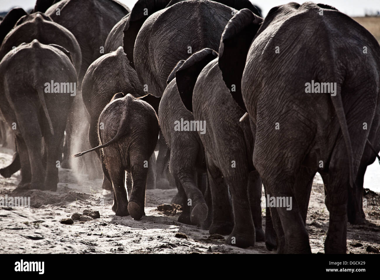 Kenya african elephan hi-res stock photography and images - Alamy