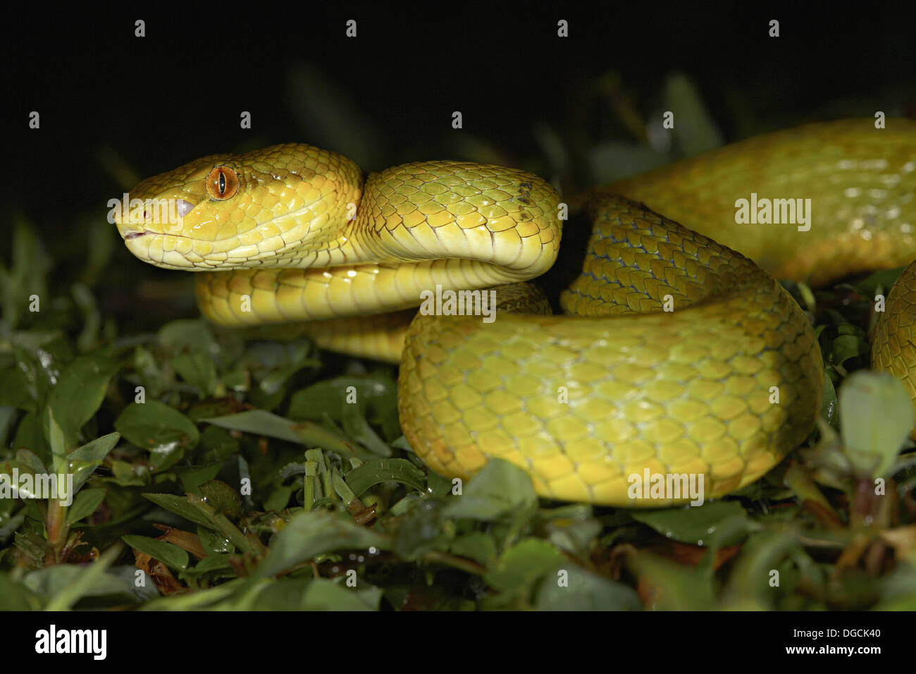 Bamboo viper hi-res stock photography and images - Alamy