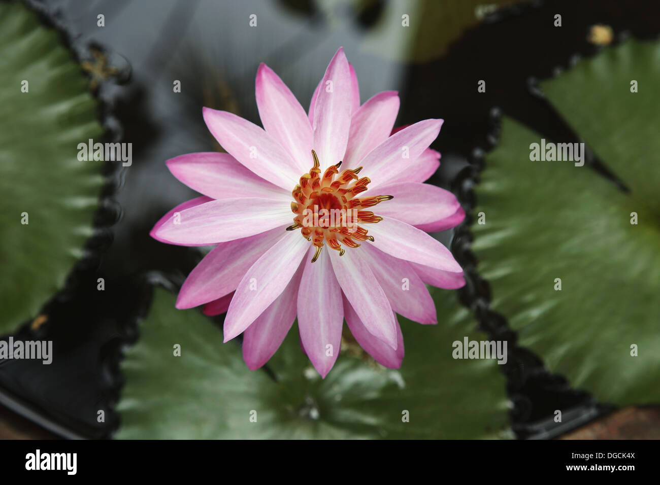 Top view of pink lotus Stock Photo - Alamy