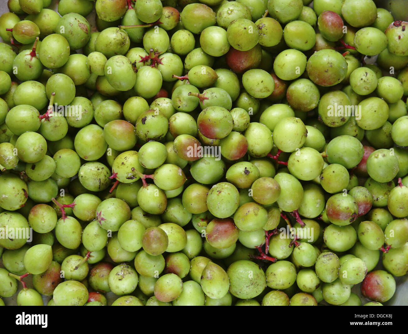 Green carissa carandas family hi-res stock photography and images - Alamy