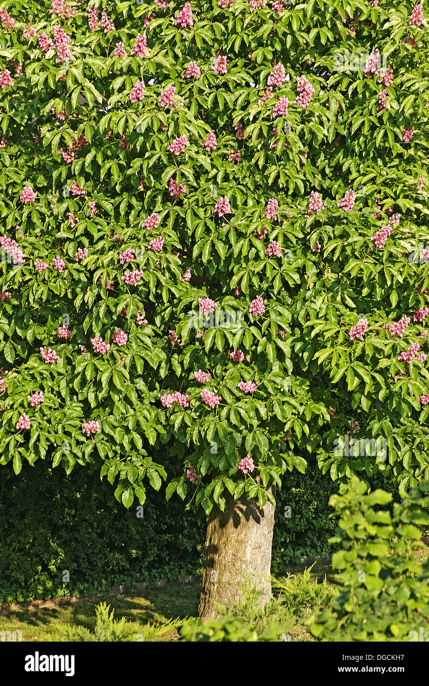 Chestnut tree in bloom Stock Photo - Alamy