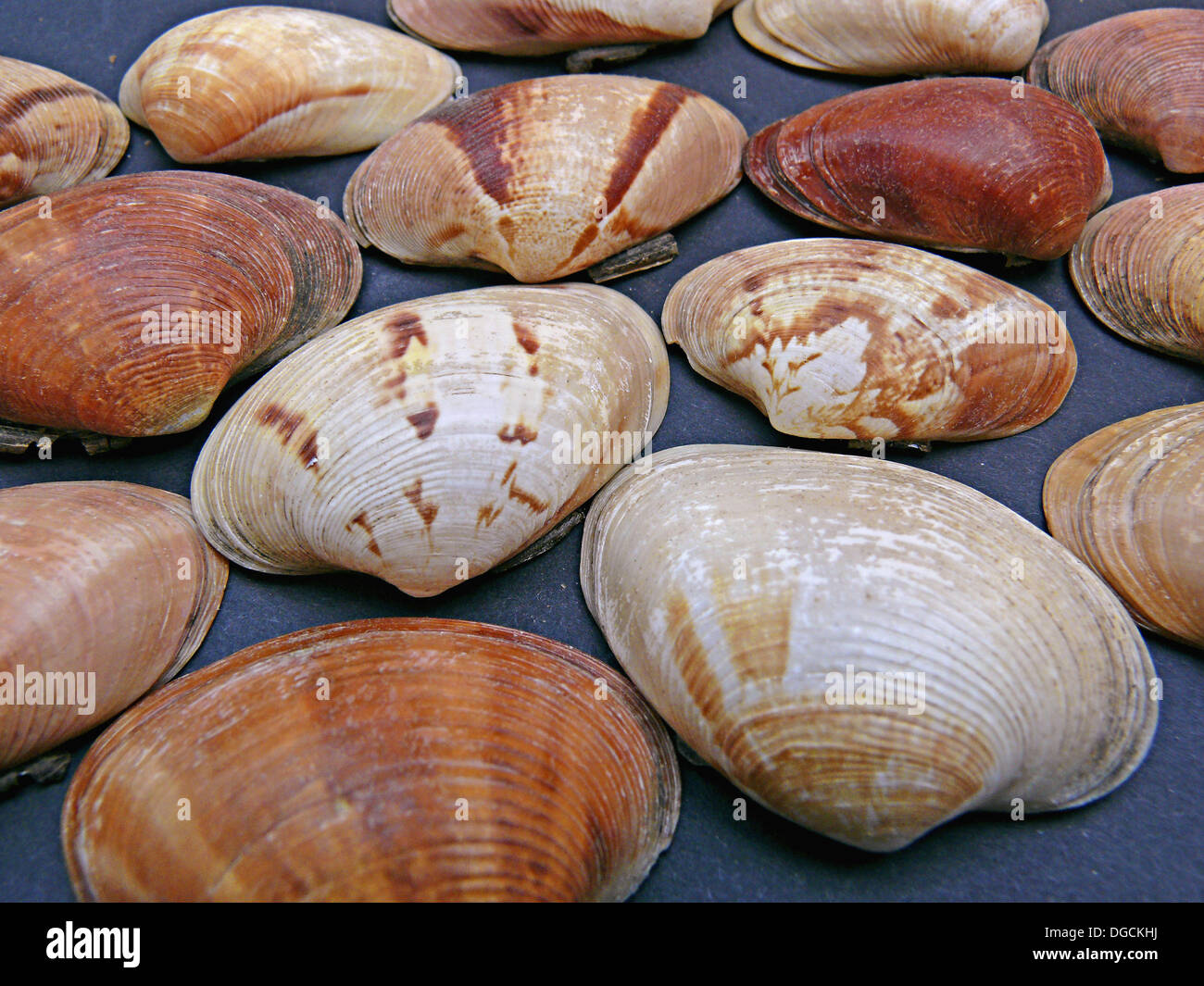 Fan shells hi-res stock photography and images - Alamy
