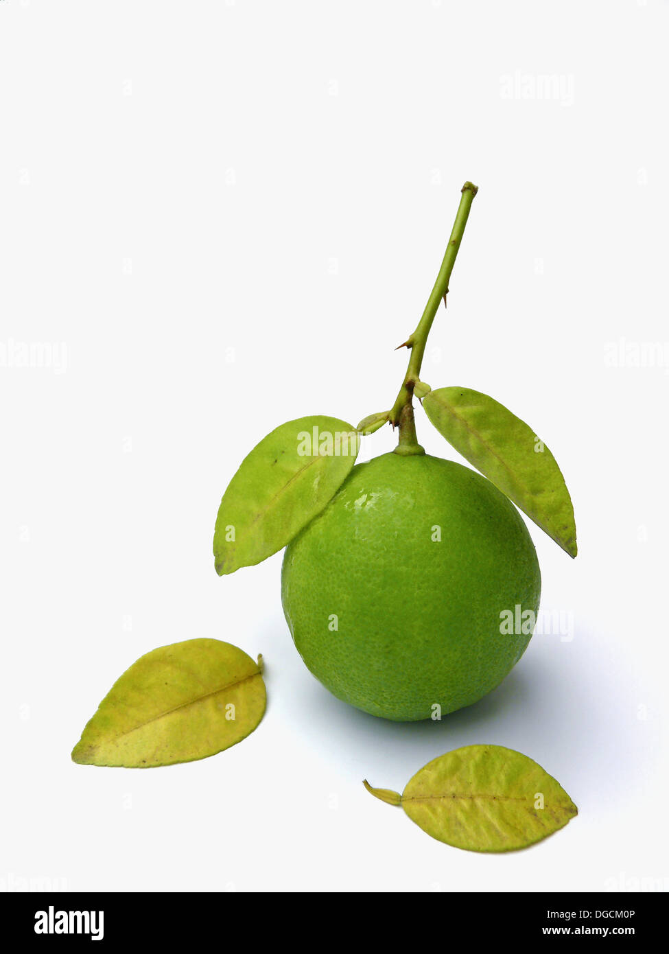 Family rutaceae hi-res stock photography and images - Alamy