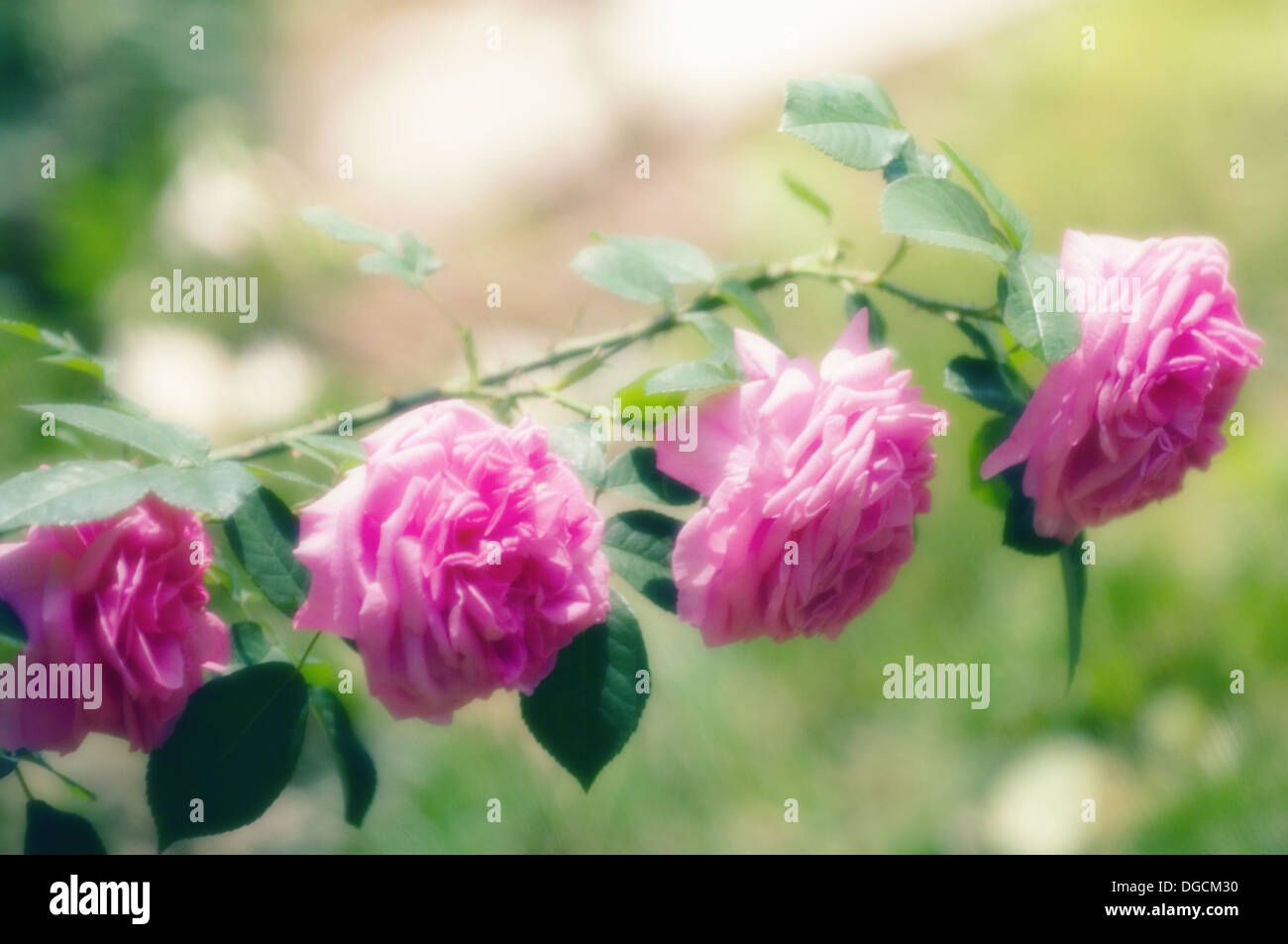 Flowers chain hi-res stock photography and images - Alamy