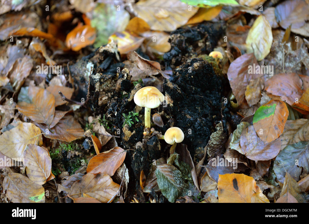 Hude, Germany. 13th Oct, 2013. Ivory funnel (Clitocybe dealbata) stand ...