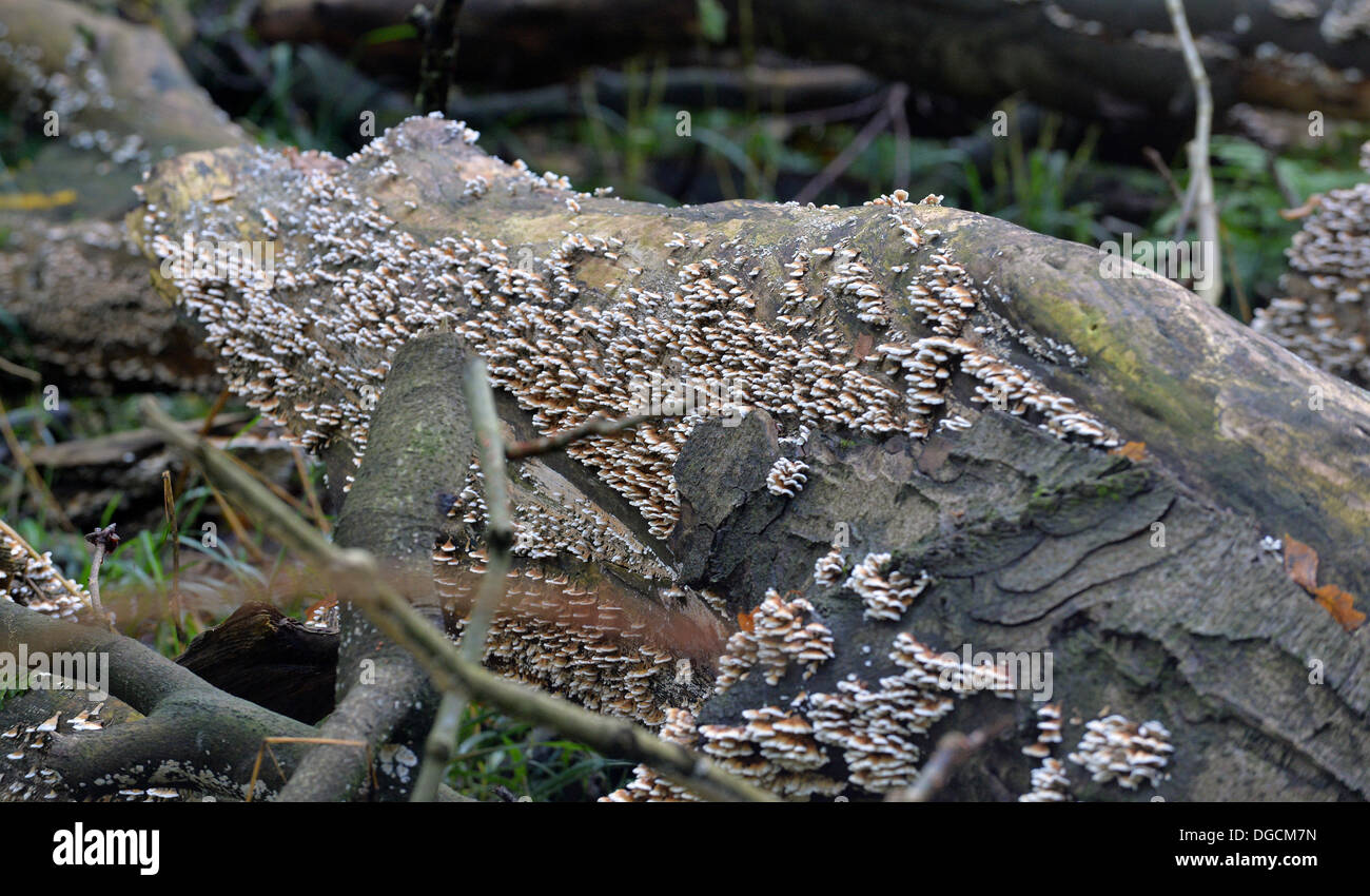 Hude, Germany. 13th Oct, 2013. A tree stub lies covered with white ...
