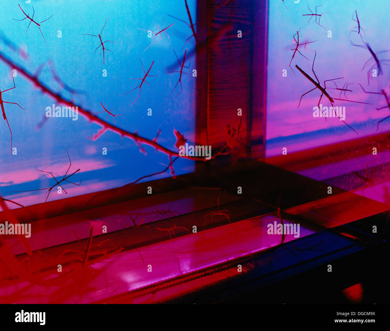 Stick insects hi-res stock photography and images - Alamy