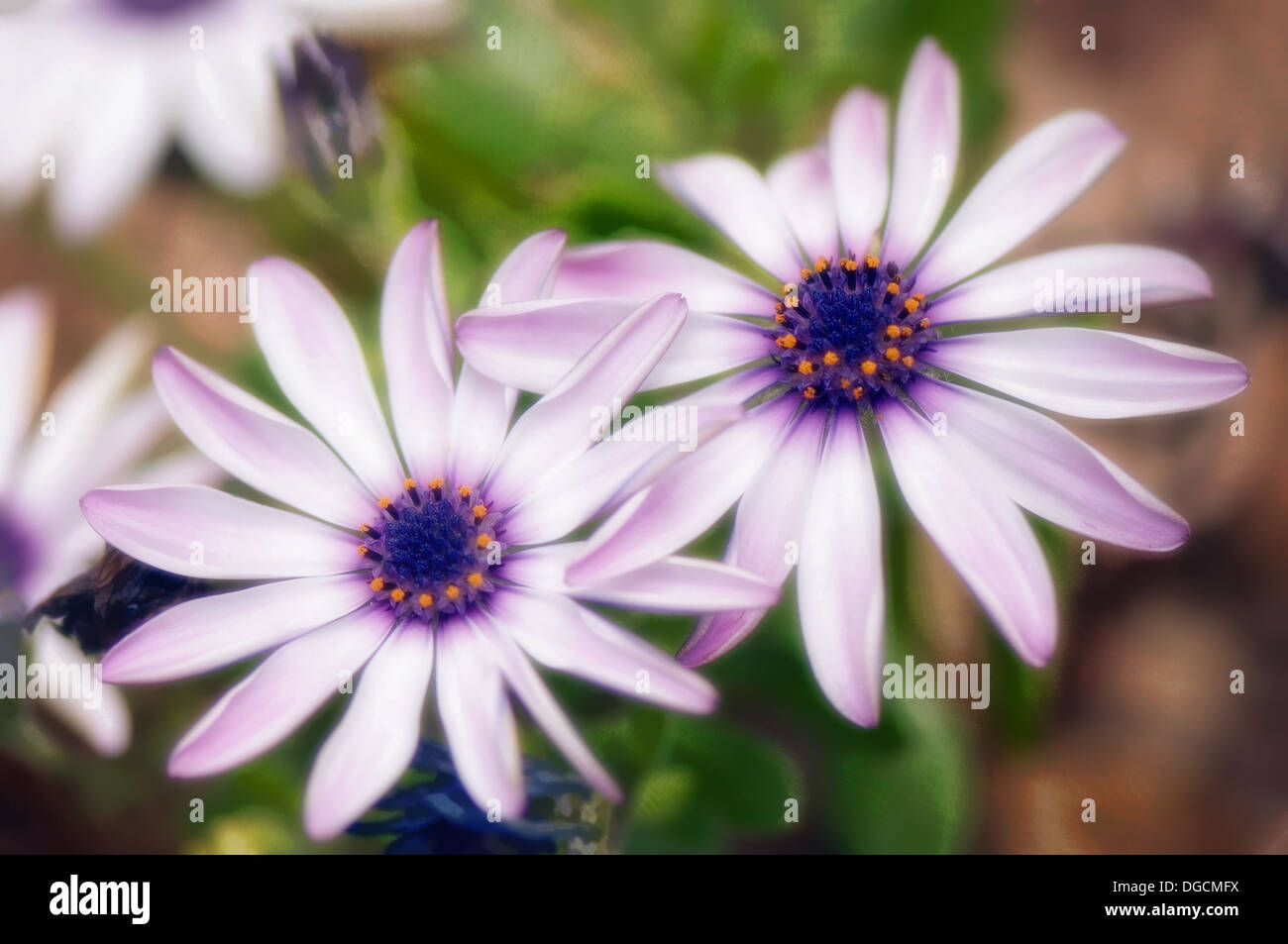 Osteospermum hybrid hi-res stock photography and images - Alamy