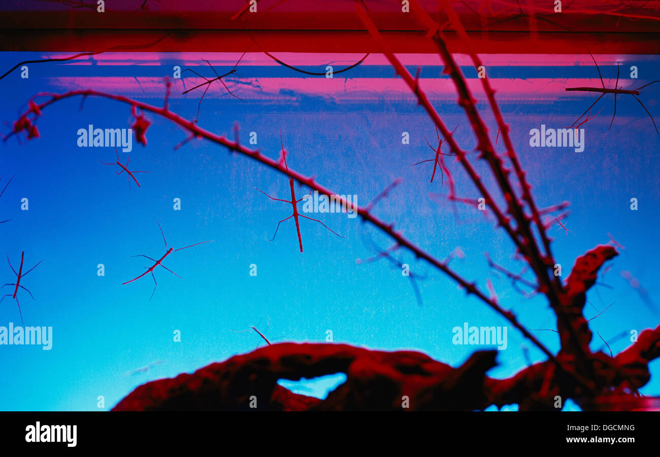 Stick insect tank hi-res stock photography and images - Alamy