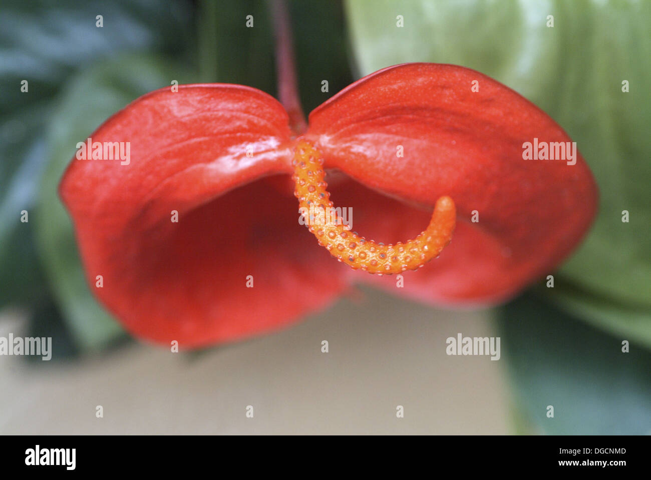 Botany phallic red hi-res stock photography and images - Alamy