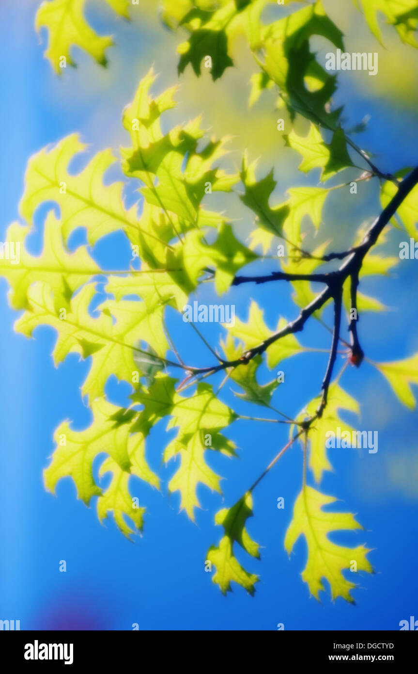 Quercus rubra spring hi-res stock photography and images - Alamy