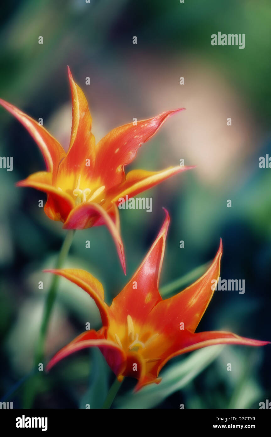 Duo of tulips hi-res stock photography and images - Alamy