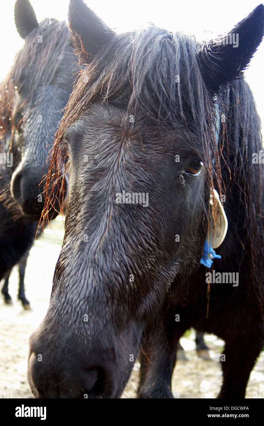 Pottoka basque country hi-res stock photography and images - Alamy