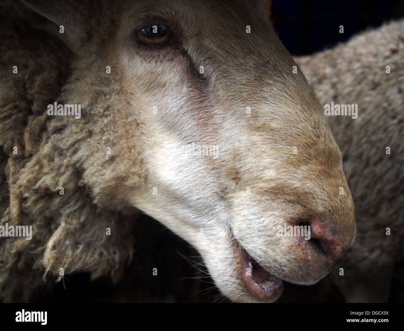 ram for sacrifice during celebration of Al-Adha Stock Photo - Alamy