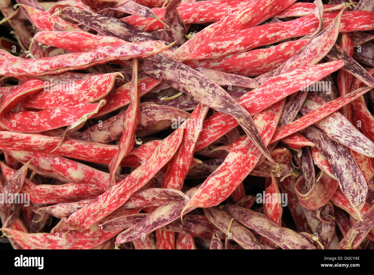 Common Bean Variety High Resolution Stock Photography and Images - Alamy