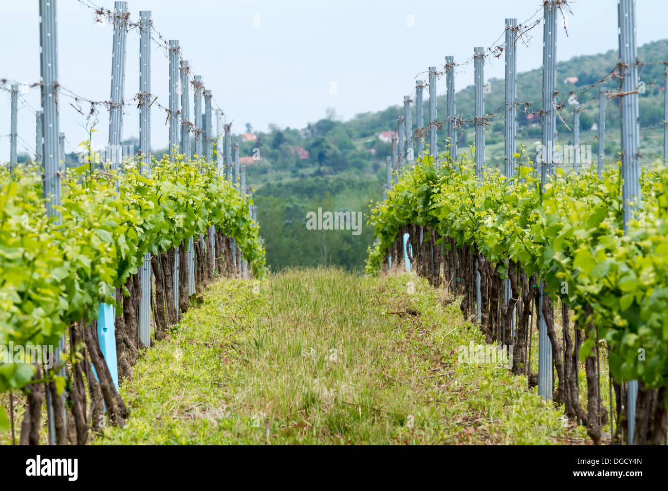 Beautiful rows of grapes at spring Stock Photo - Alamy