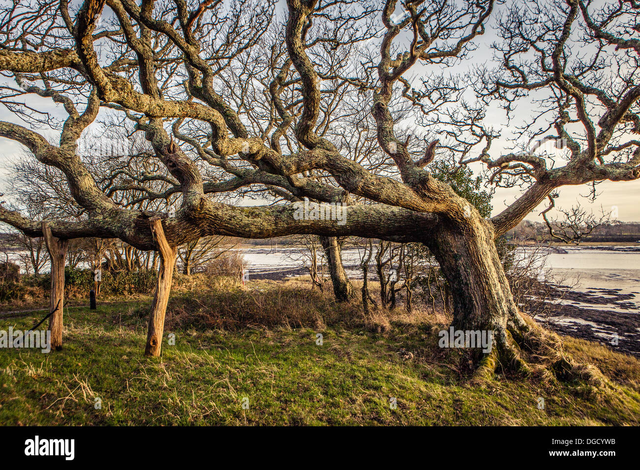 Weird tree hi-res stock photography and images - Alamy