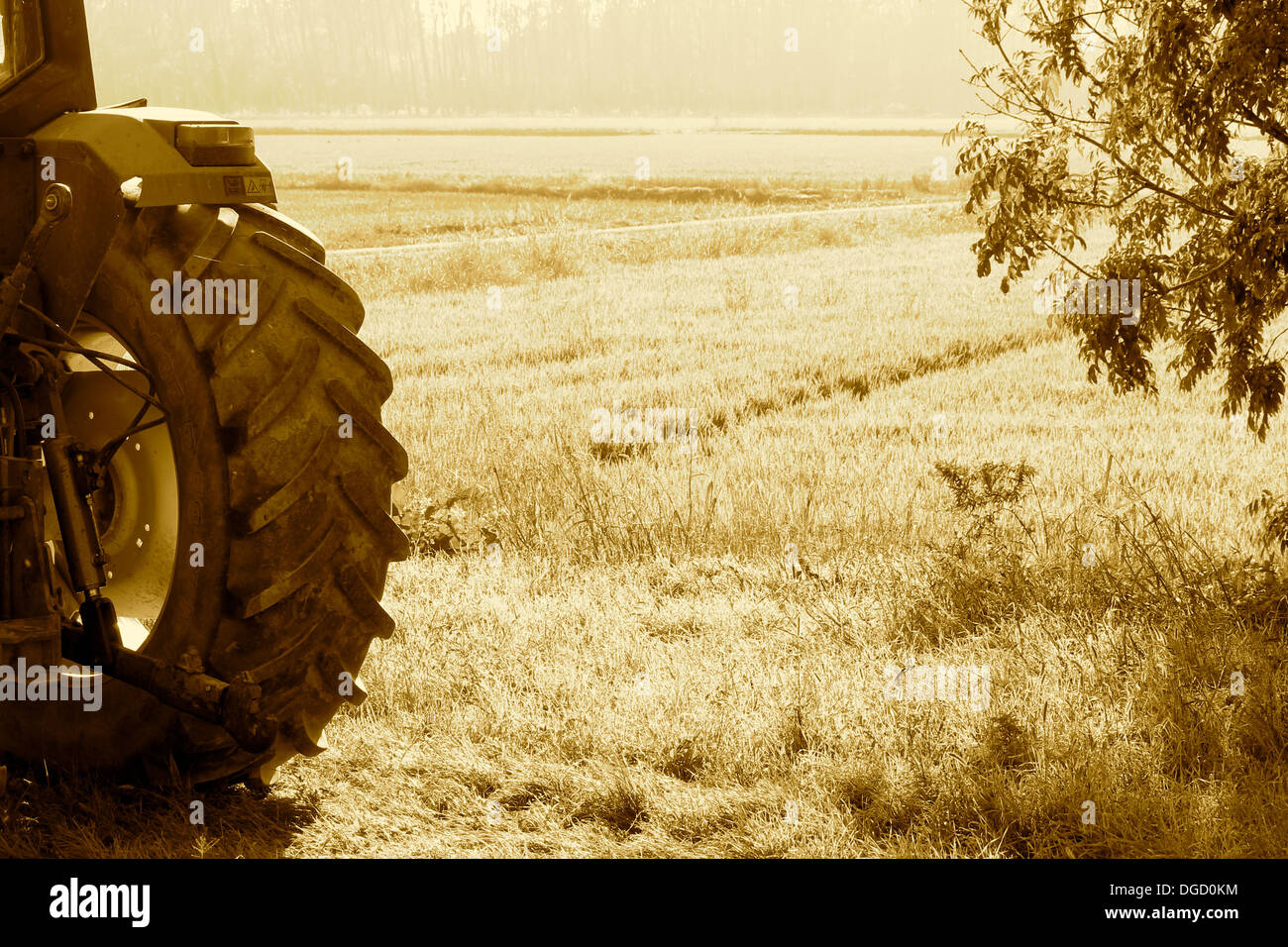 Level rice field hi-res stock photography and images - Alamy