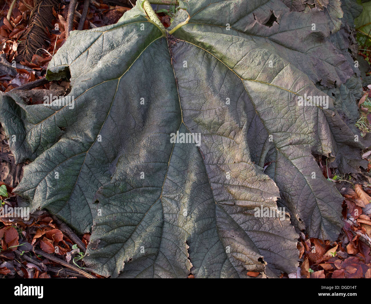 Gunnera leaf hi-res stock photography and images - Alamy