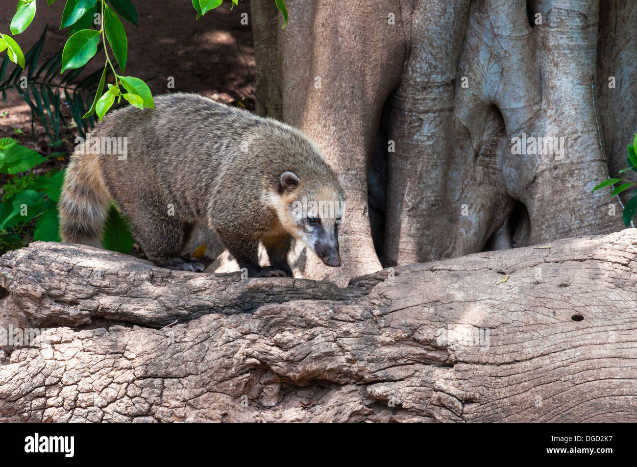 Coati family hi-res stock photography and images - Alamy