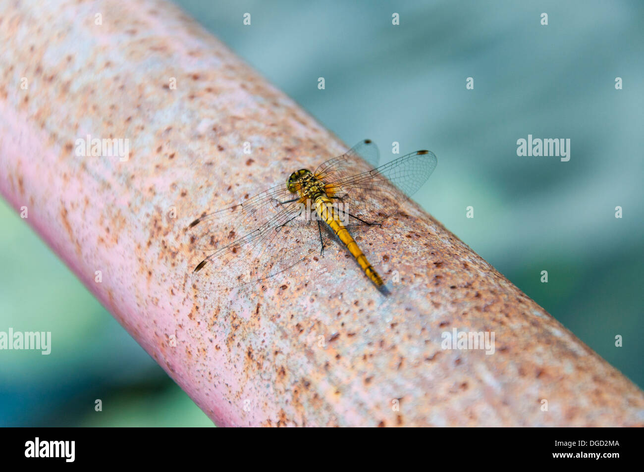 Dragonfly on a rusty pipe Stock Photo - Alamy
